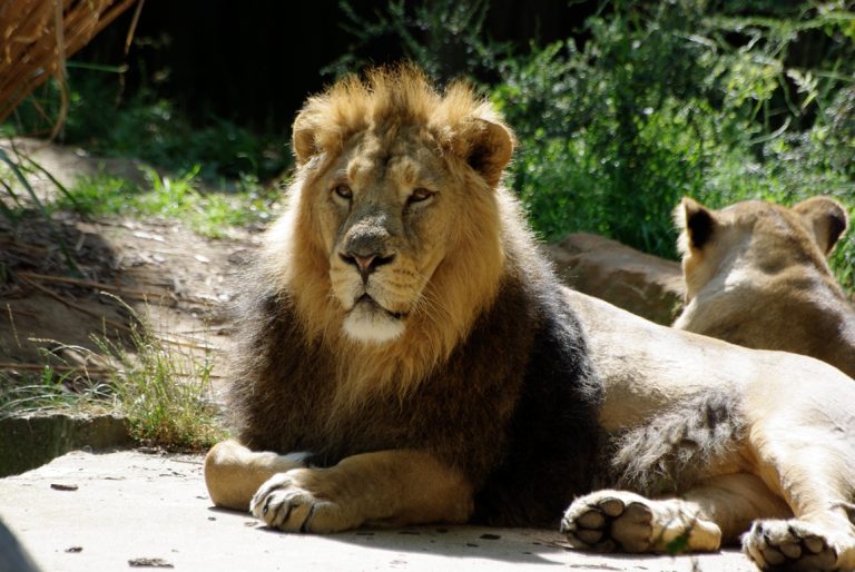 Exploring London Zoo Evening: A Wildlife Adventure